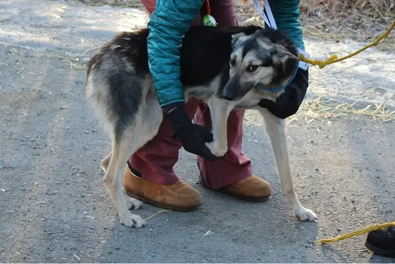 From Chicago to Anchorage: The Dogs of the Iditarod - INDLS